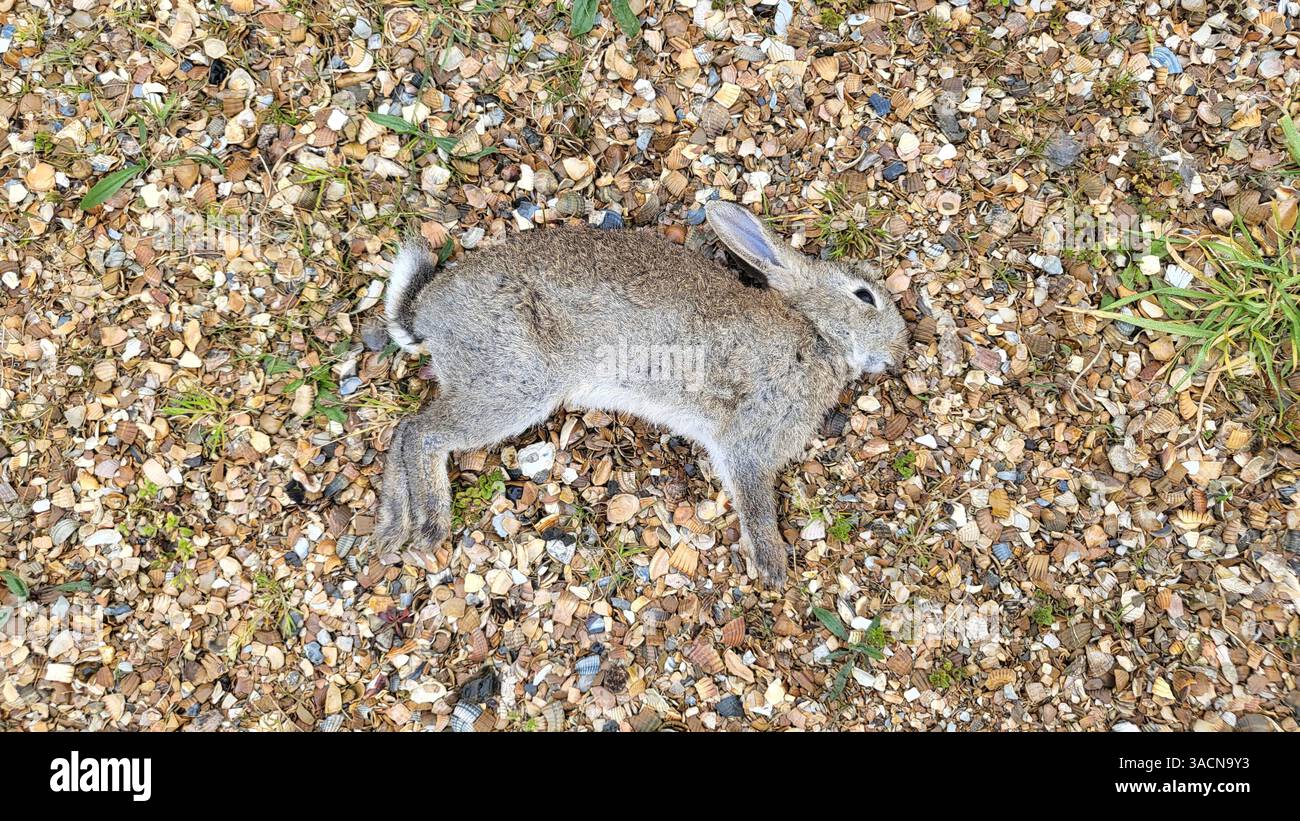 Wildlife accident dead hare Stock Photo - Alamy