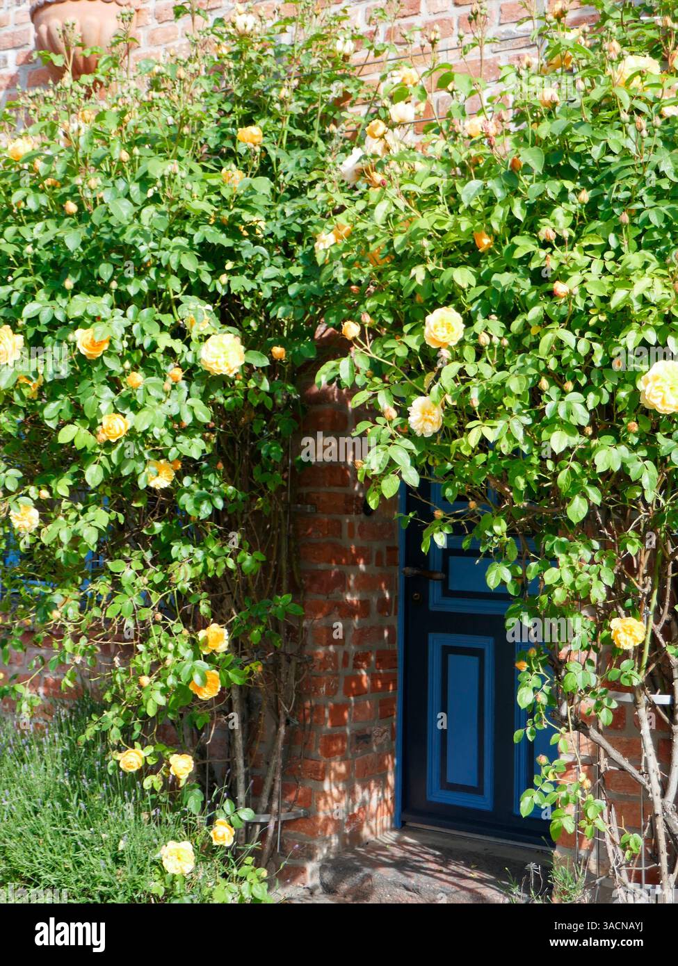Front door hidden behind roses Stock Photo - Alamy