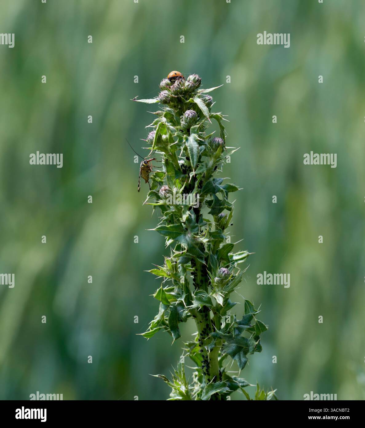 Scorpion thistle hi-res stock photography and images - Alamy