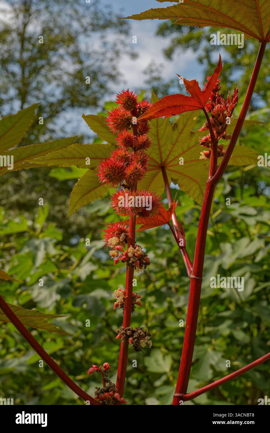 castor oil plant resp.Ricinus communis, Rhineland, Germany Stock Photo ...