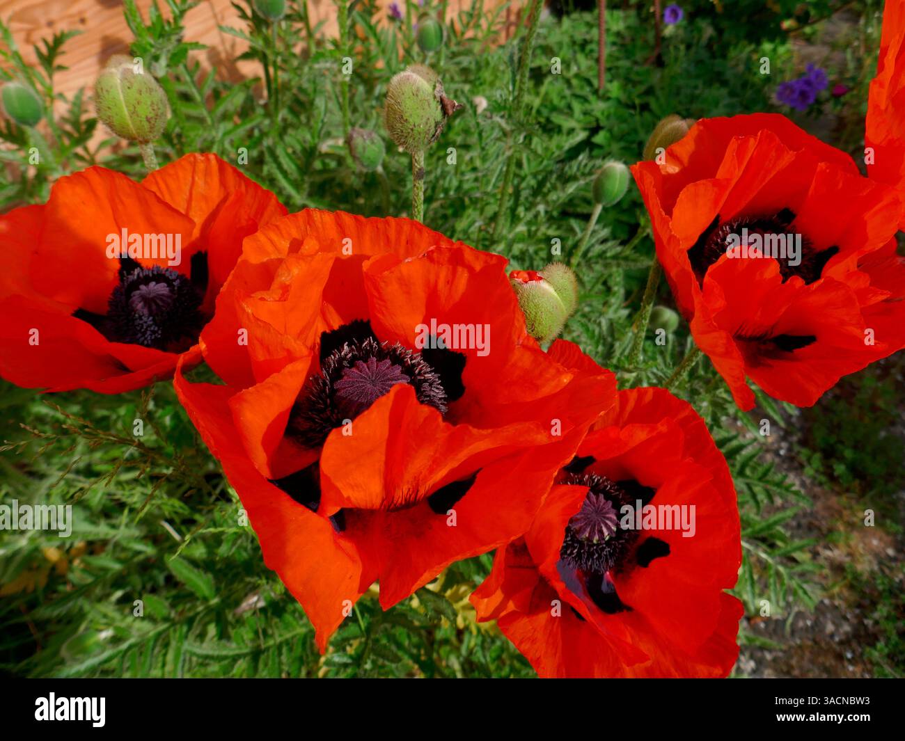 Turkish poppy in the garden Stock Photo - Alamy