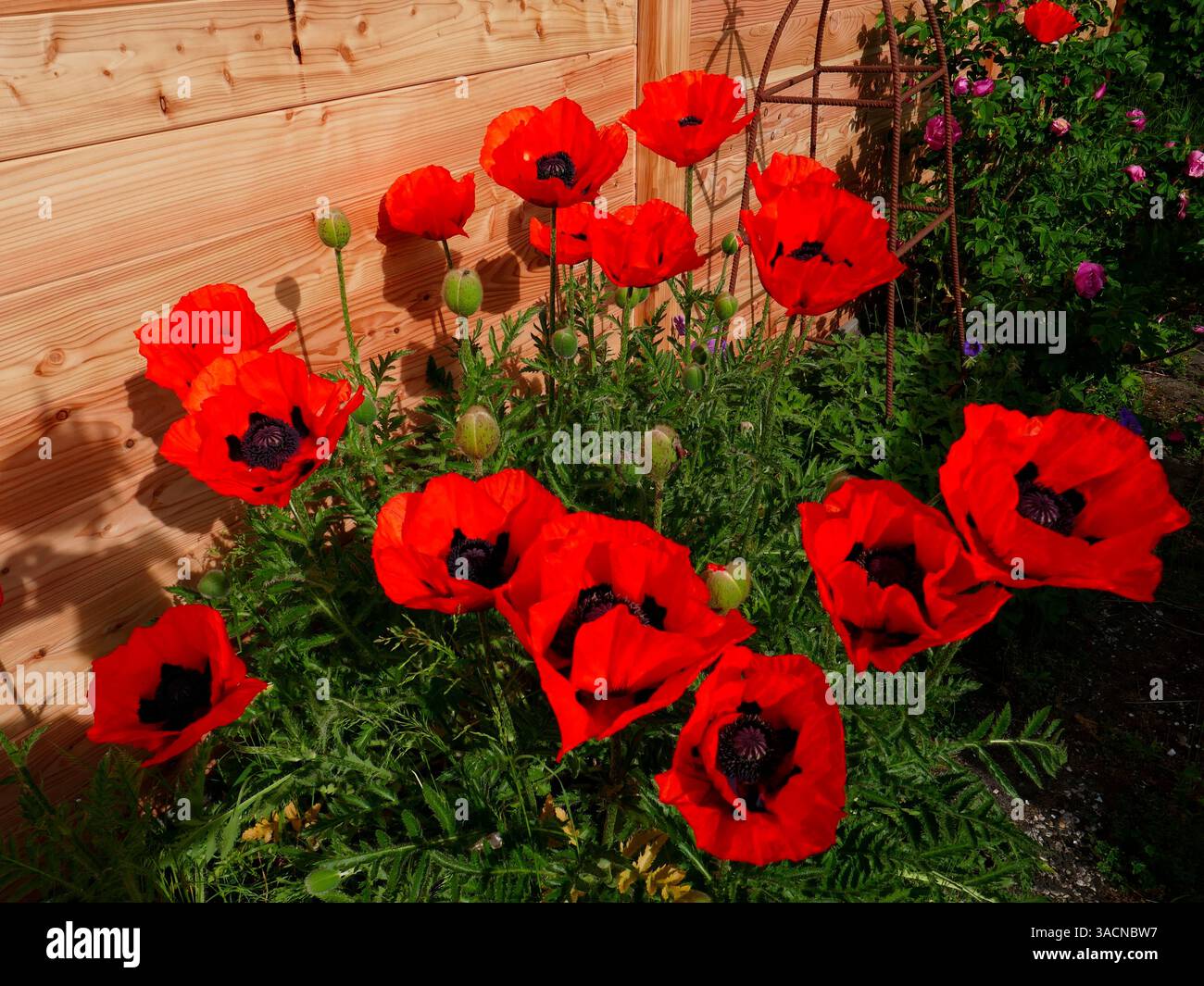 Turkish poppy in the garden Stock Photo - Alamy
