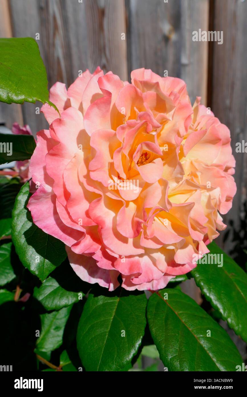 Two colours rose hi-res stock photography and images - Alamy