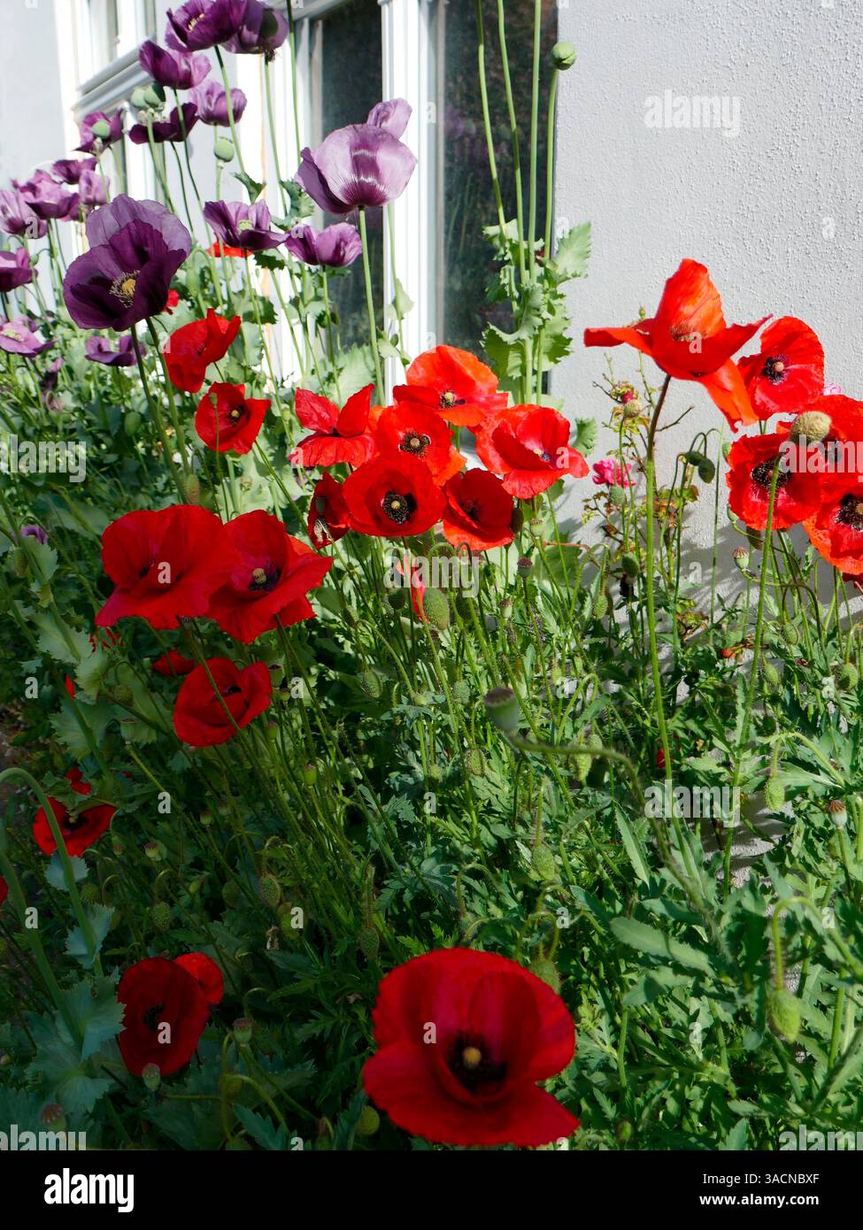 Red and purple poppies Stock Photo - Alamy