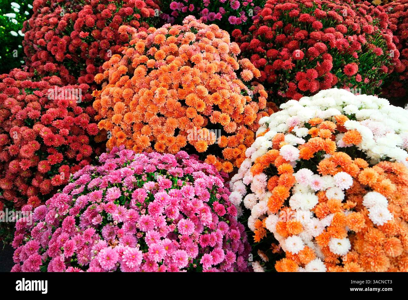 Chrysanthemums booth hi-res stock photography and images - Alamy