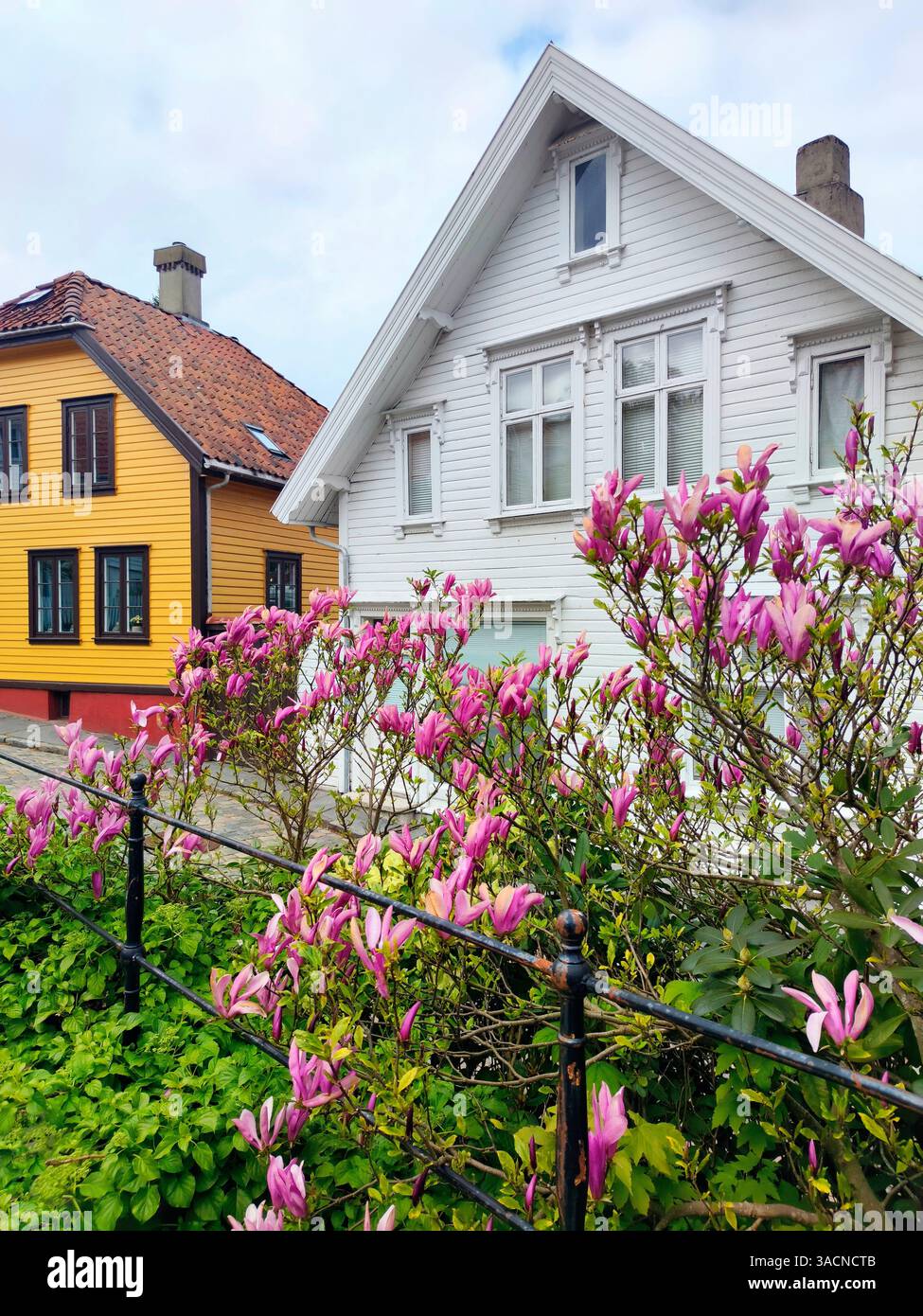 Norway spring flowers hi-res stock photography and images - Alamy