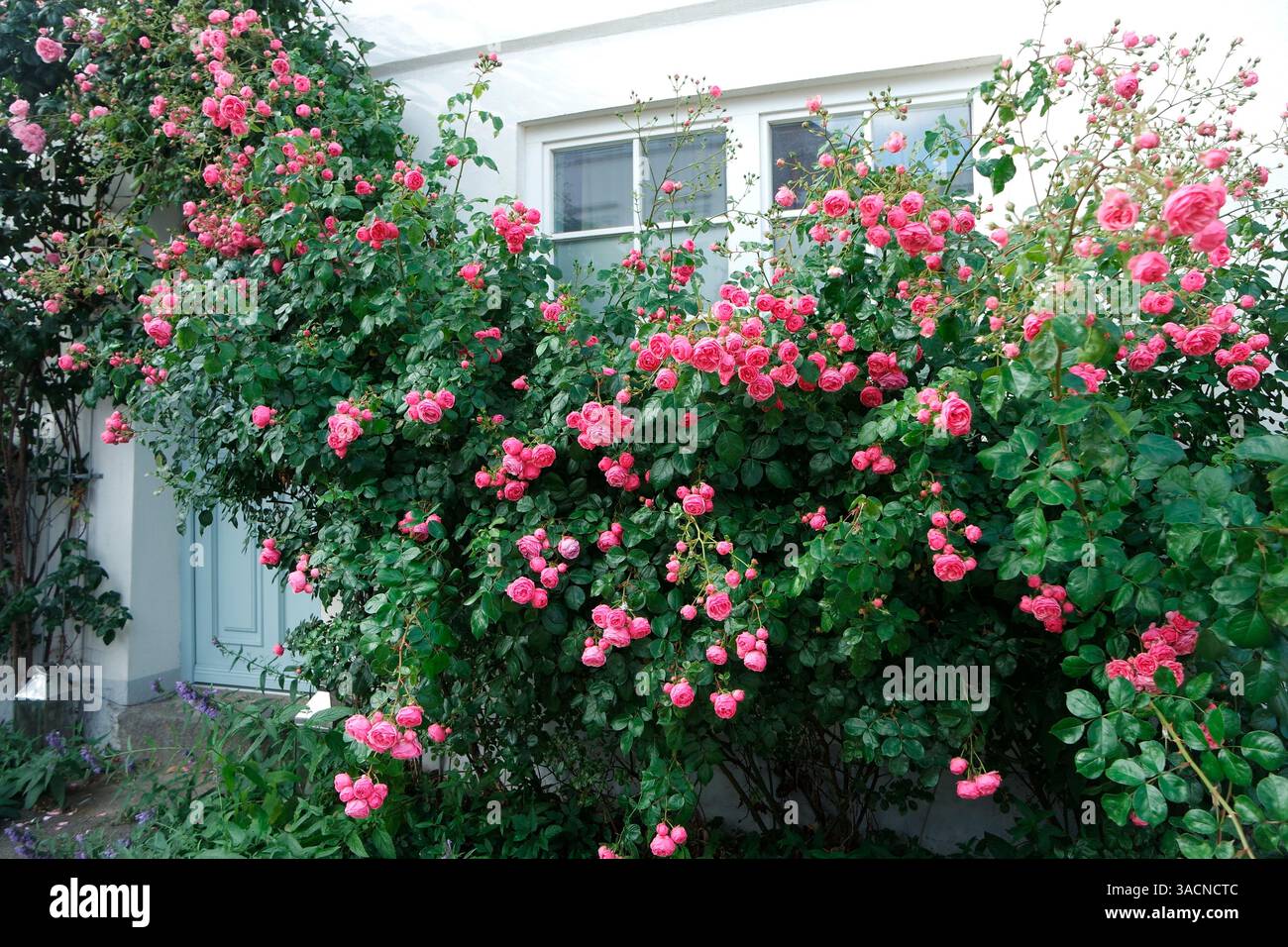 Pink roses in front of a white house wall Stock Photo - Alamy