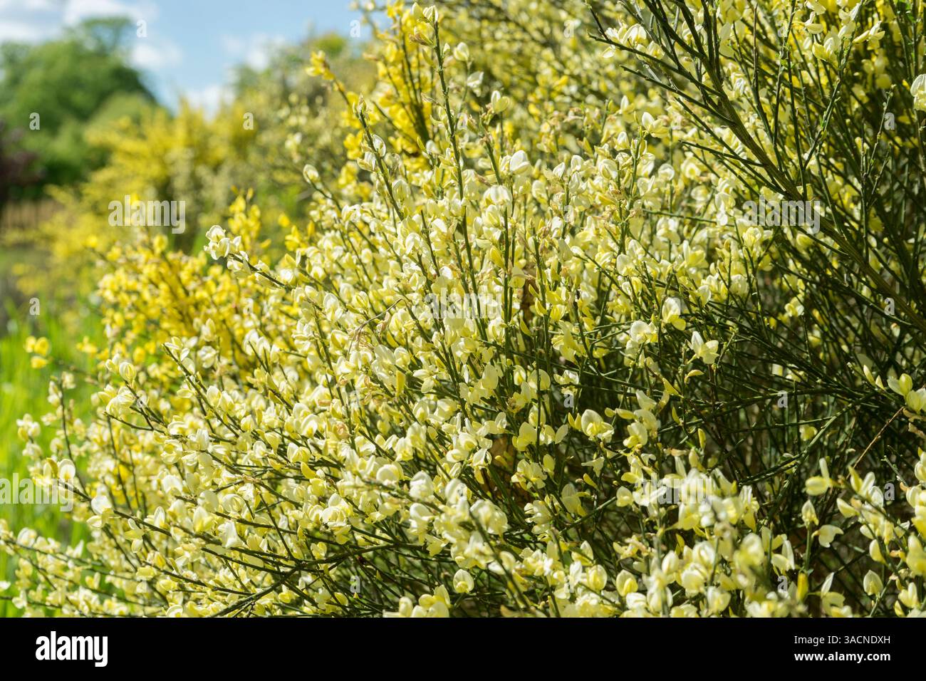 Yellow flowering broom in a natural garden Stock Photo - Alamy