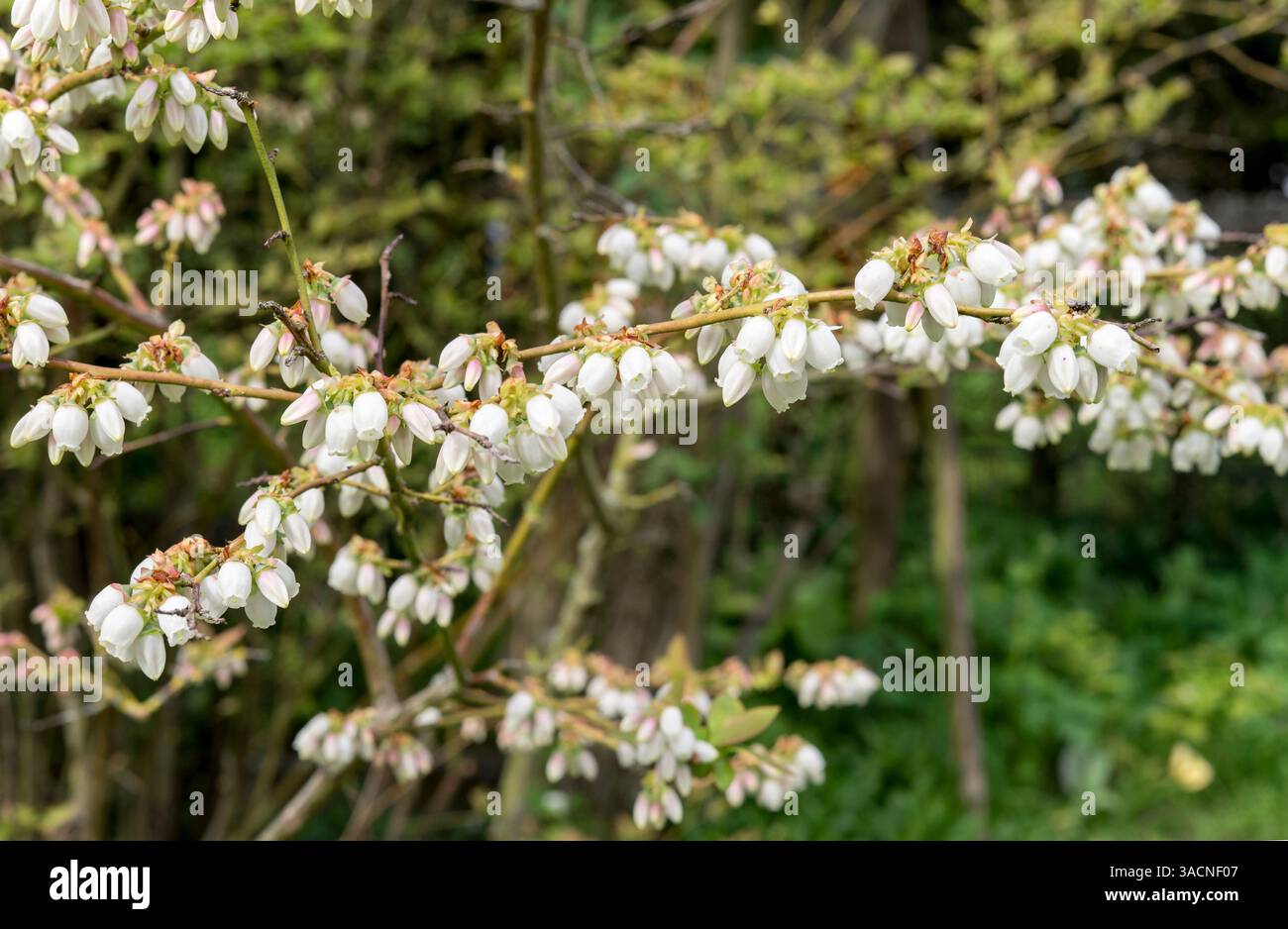 Blossoms on a blueberry bush in spring Stock Photo - Alamy