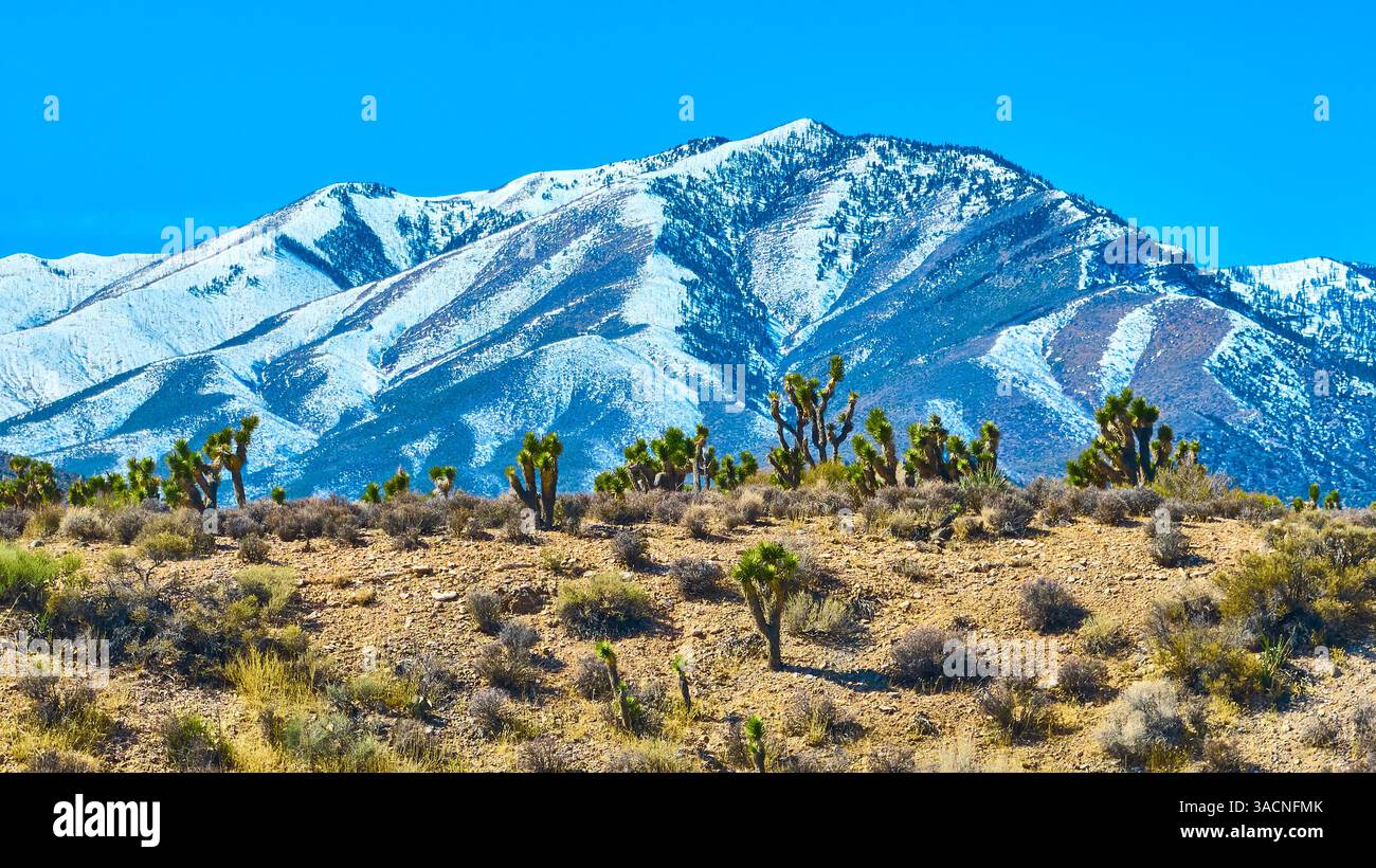 Aerial of Snowcapped Mt Charleston with Joshua Trees in Nevada Desert ...