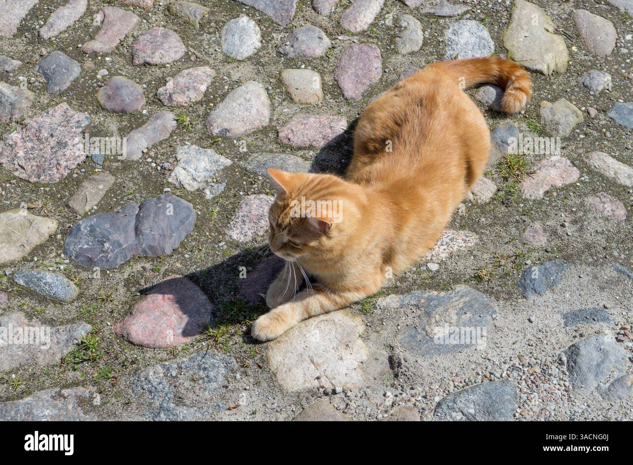Laying down cobblestones hi-res stock photography and images - Alamy