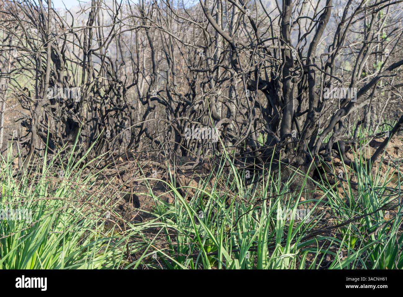 Destruction forest fires in hi-res stock photography and images - Alamy