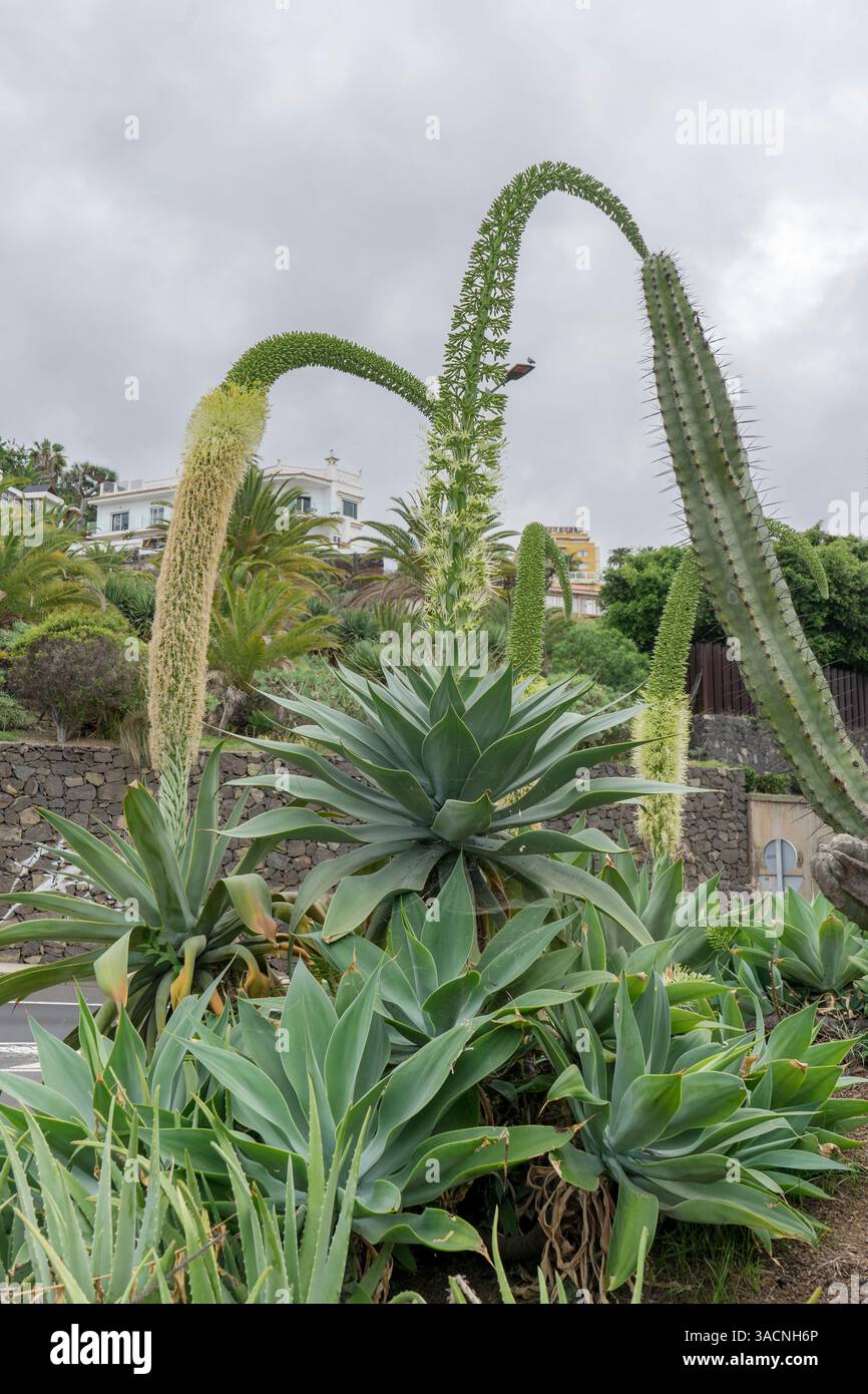 Dragon tree agave in bloom hi-res stock photography and images - Alamy