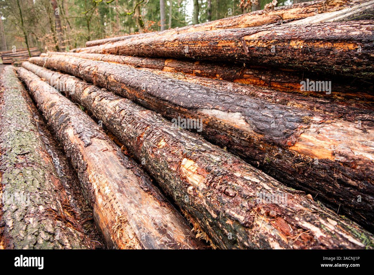 Logging of timber. Agriculture and forestry. Trunk of pine tree log ...