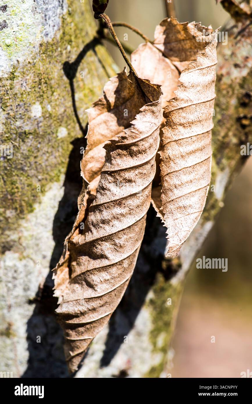 Brown curled leaves on hi-res stock photography and images - Alamy