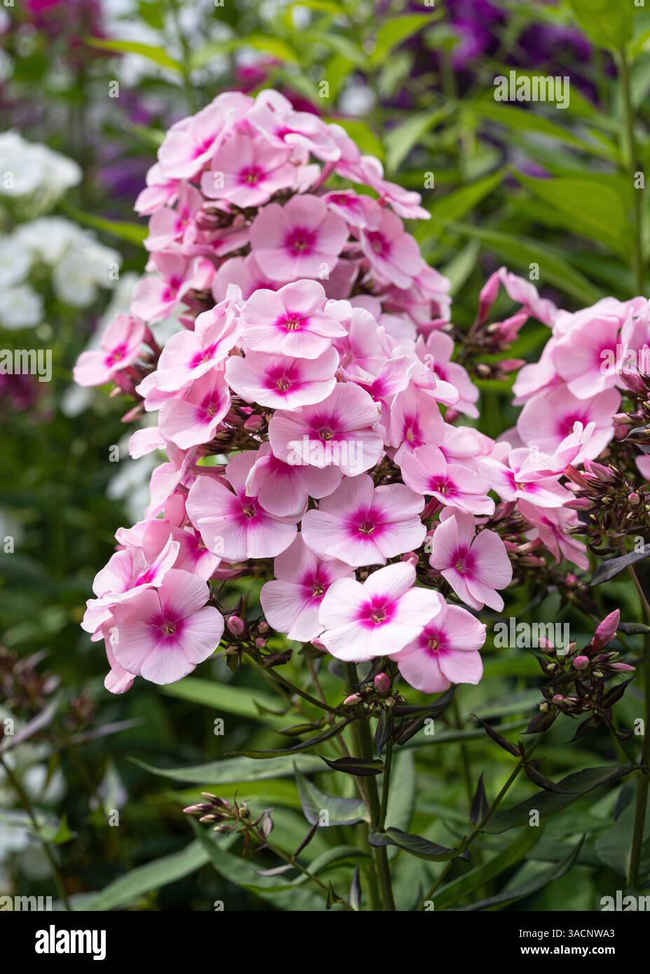 Garden Phlox (Phlox paniculata), flowers of summer Stock Photo - Alamy