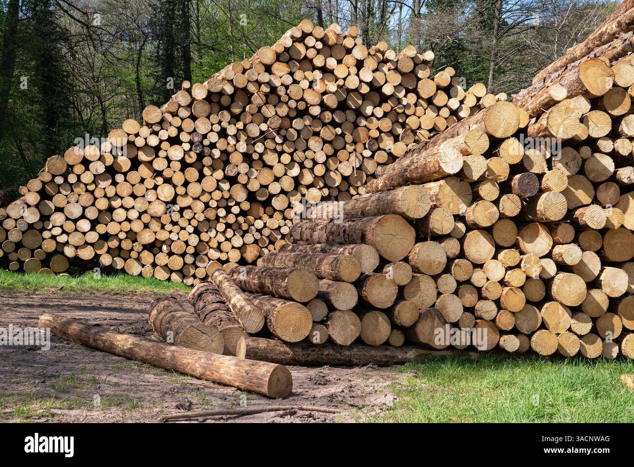 Panoramic image of log piles, forestry in Germany Stock Photo - Alamy