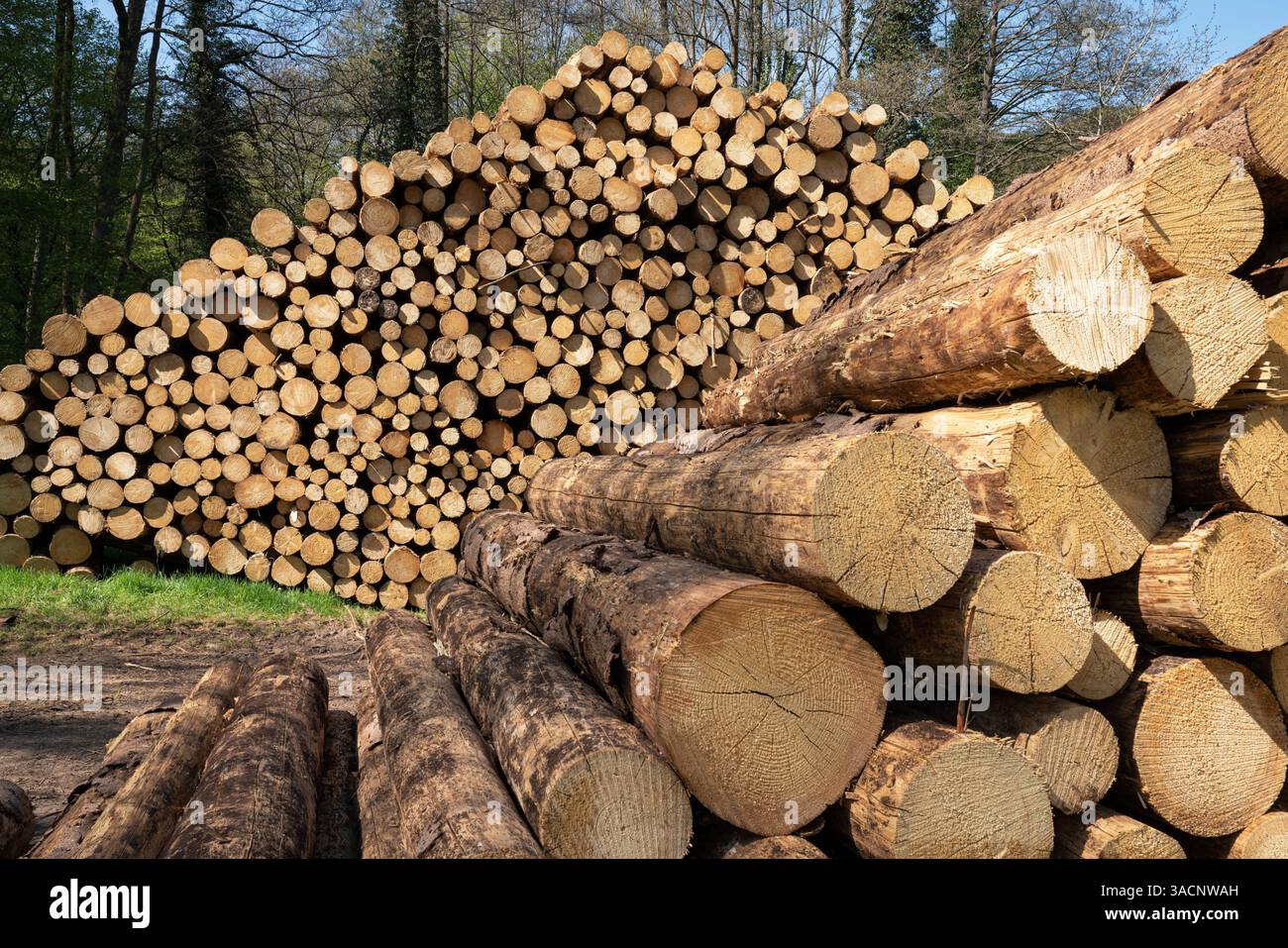 Panoramic image of log piles, forestry in Germany Stock Photo - Alamy