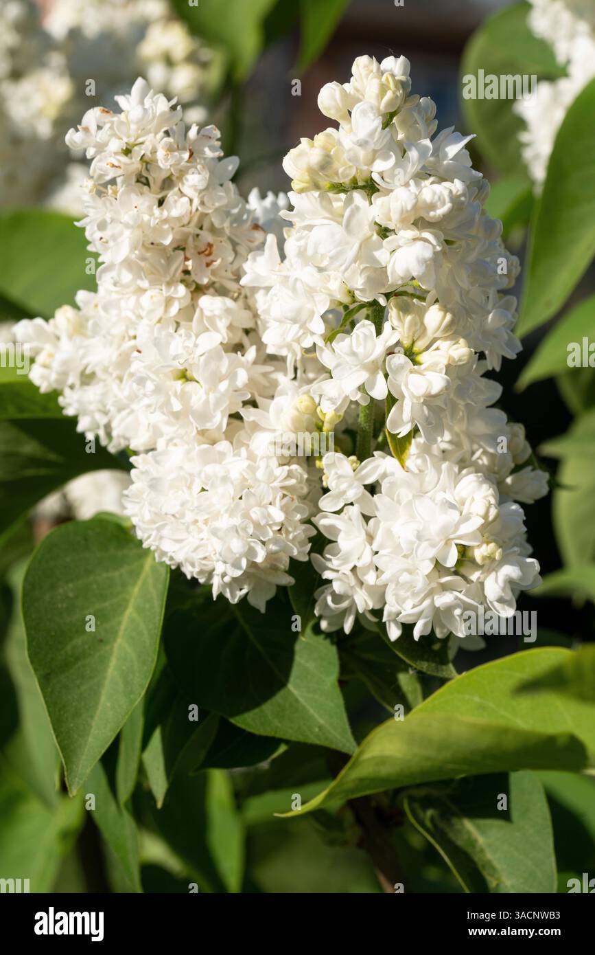 Common Lilac (Syringa vulgaris), flowers of springtime Stock Photo - Alamy