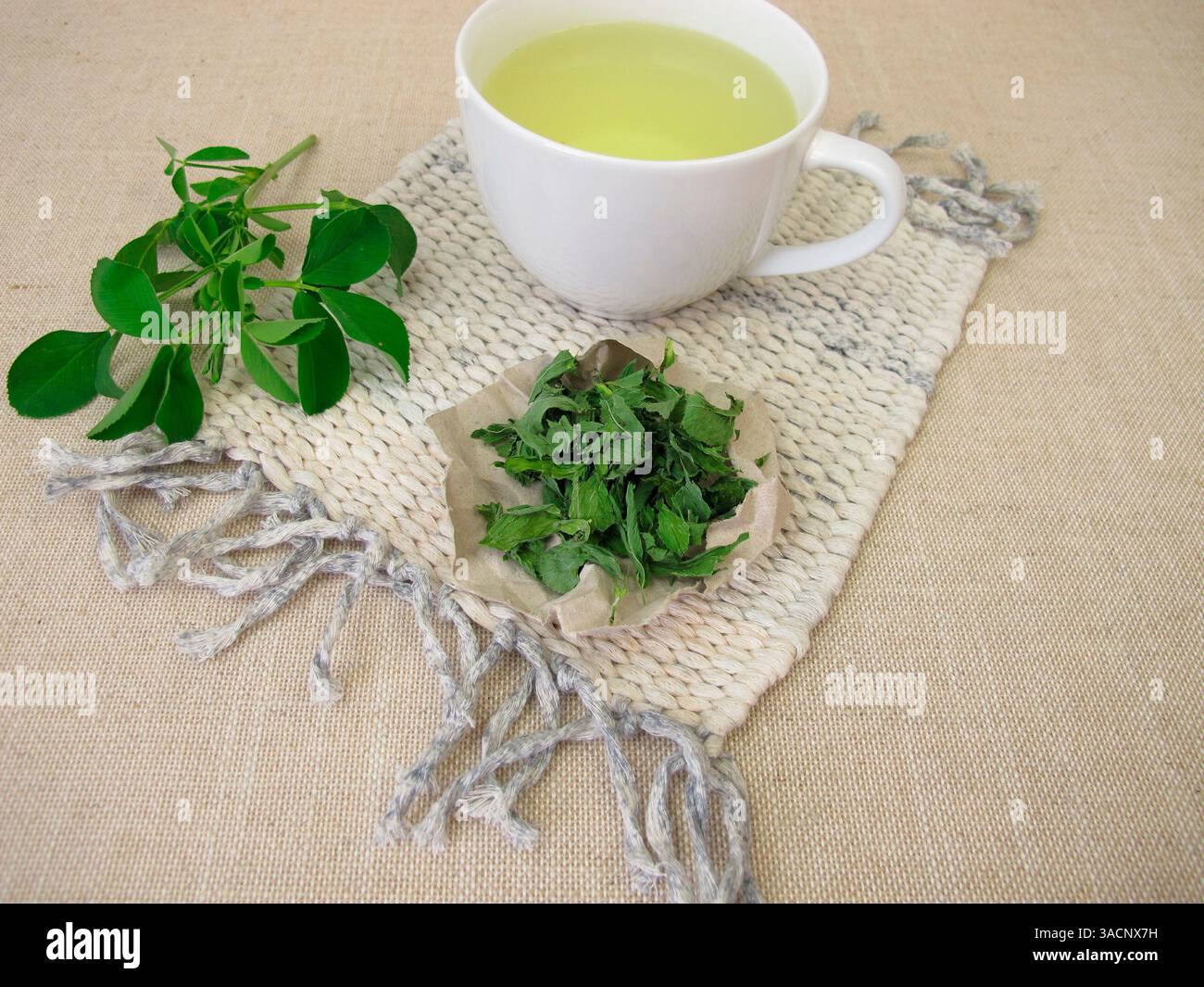 Alfalfa herbal tea made from dried alfalfa leaves hi-res stock ...