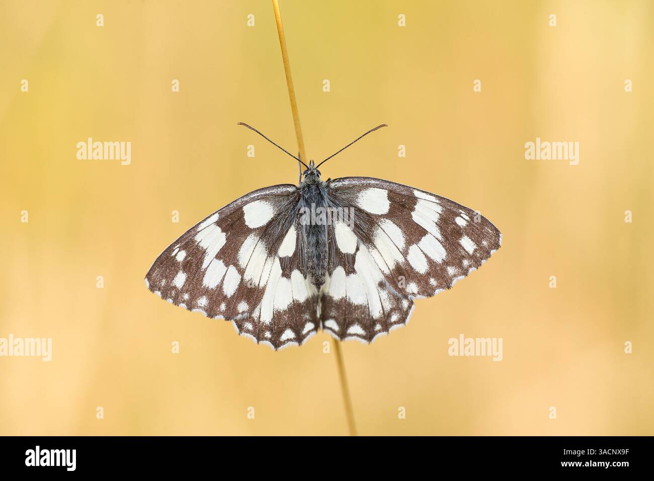 Nature, summer, meadow, insect, moth, butterfly, Melanargia galathea ...