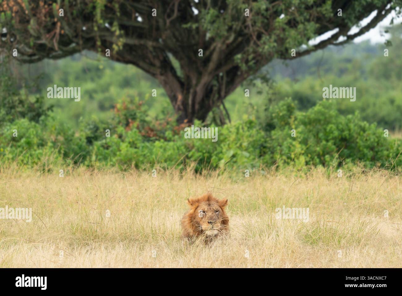 Panoramic landscape with lion, Uganda Stock Photo - Alamy