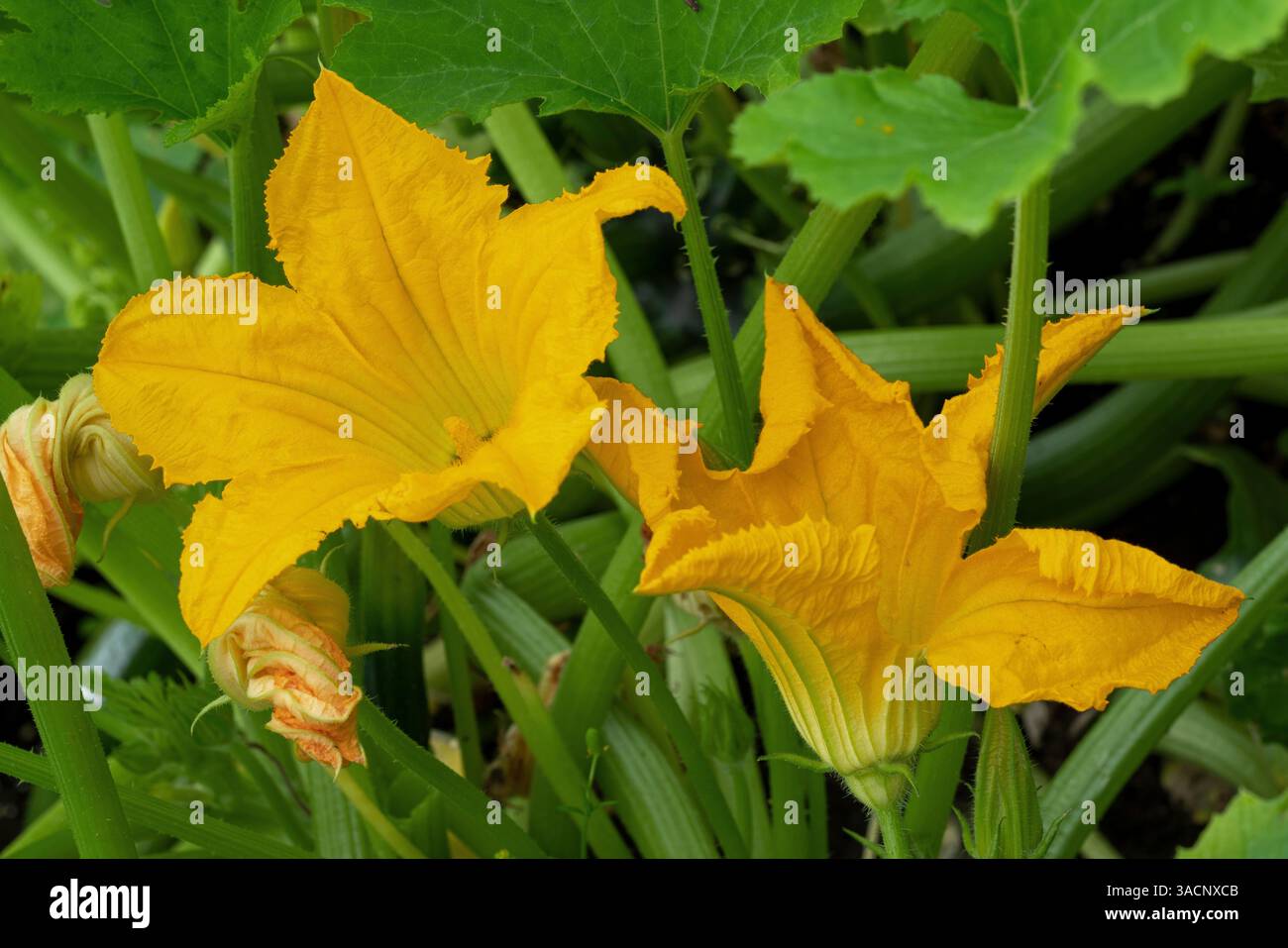 Blossom of courgette plant (Cucurbita pepo Stock Photo - Alamy