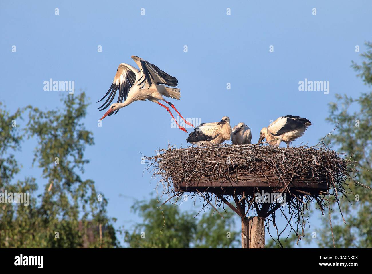 Nature, summer, bird, stork, white stork, Ciconia ciconia, Adebar ...