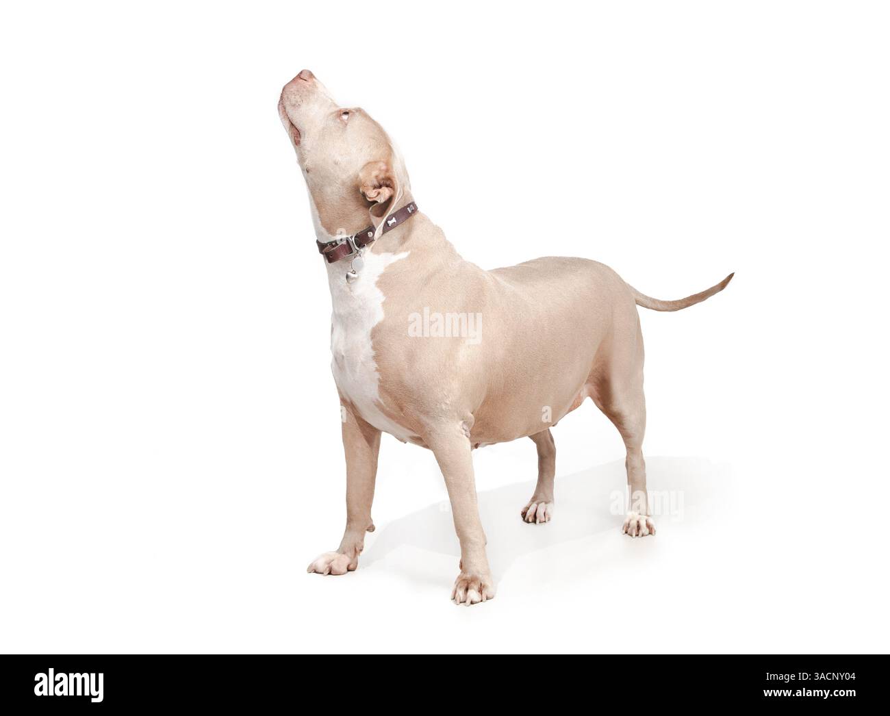 Side view female food Cut Out Stock Images & Pictures - Alamy