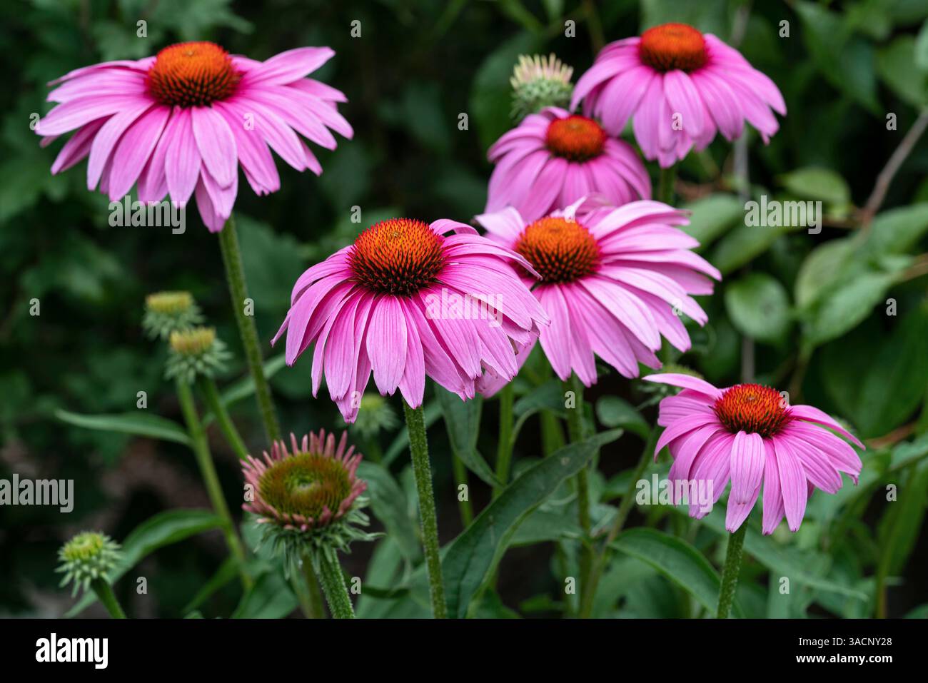 Coneflower (Echinacea purpurea), flowers of summer Stock Photo - Alamy