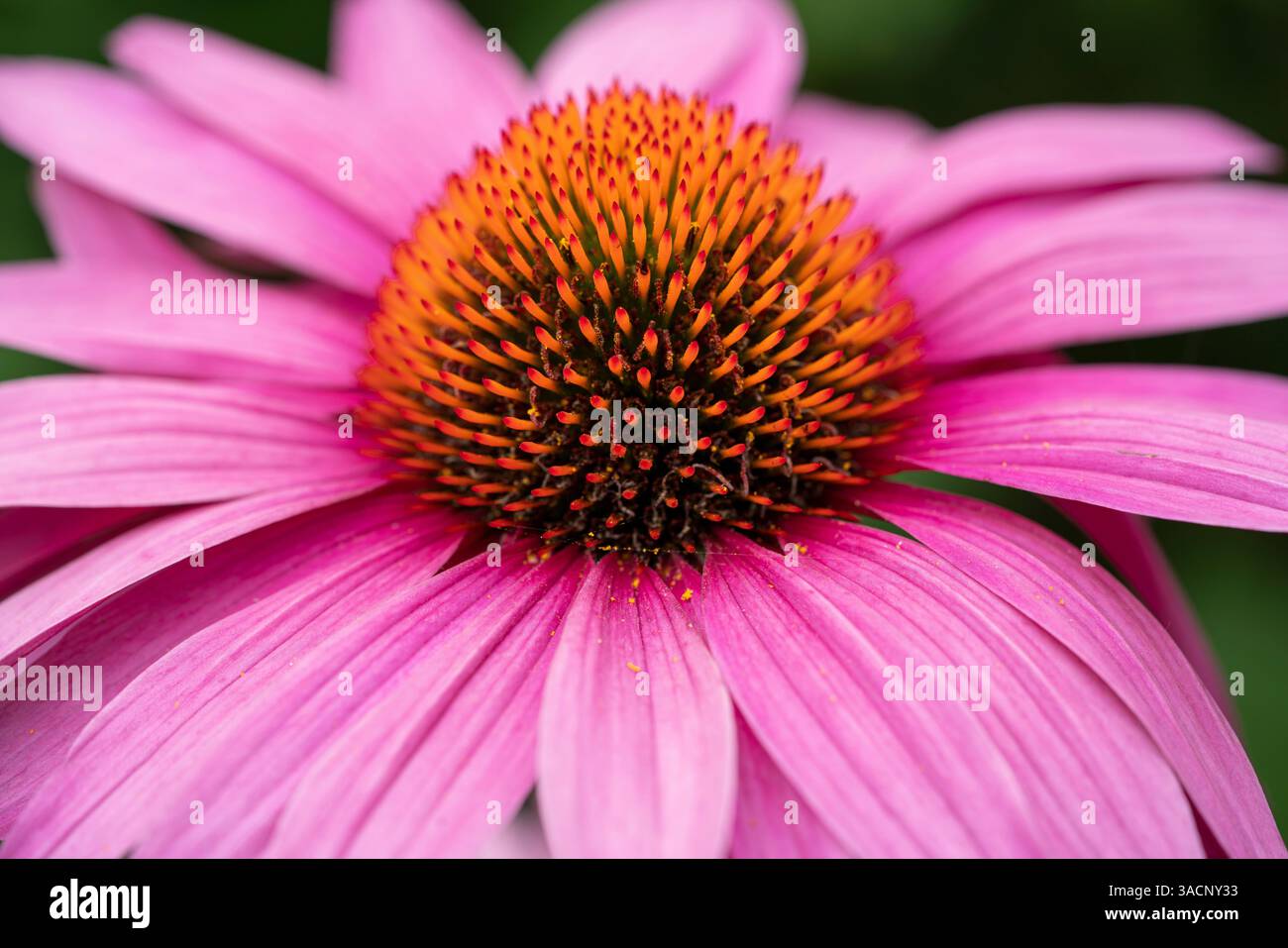 Coneflower (Echinacea purpurea), flowers of summer Stock Photo - Alamy