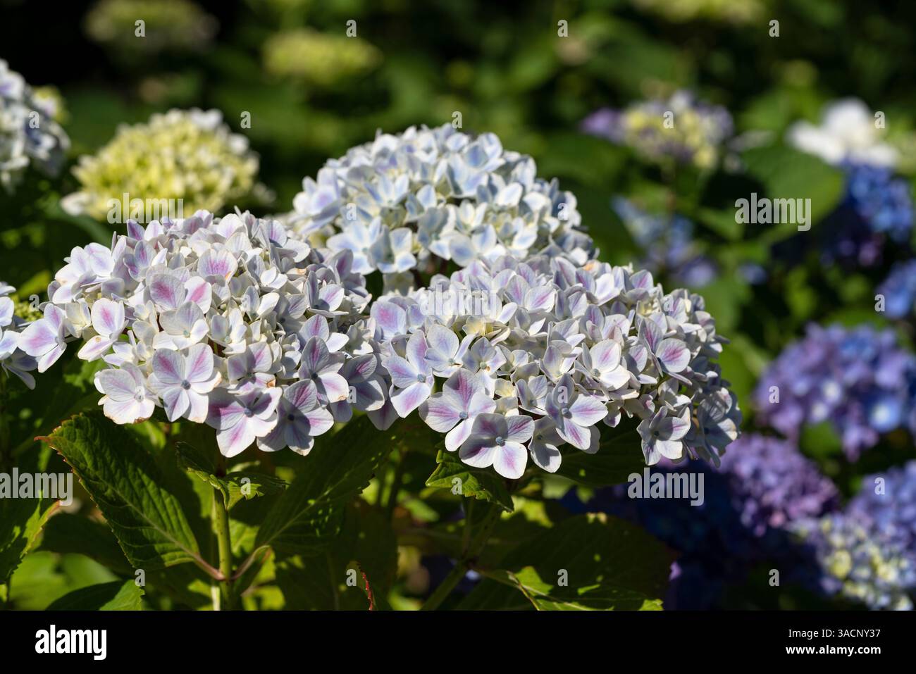 Penny mac (Hydrangea macrophylla), flowers of summer Stock Photo - Alamy