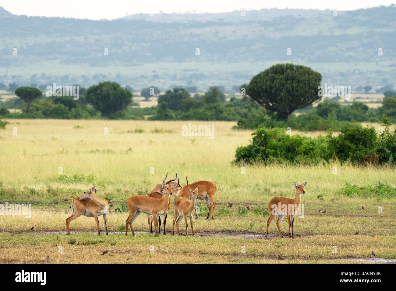 Uganda Kob (Kobus thomasi), National Parks of Uganda Stock Photo - Alamy