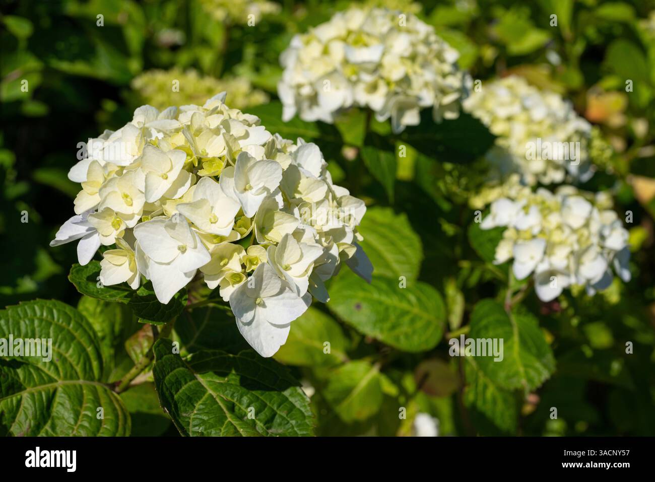 Penny mac (Hydrangea macrophylla), flowers of summer Stock Photo - Alamy