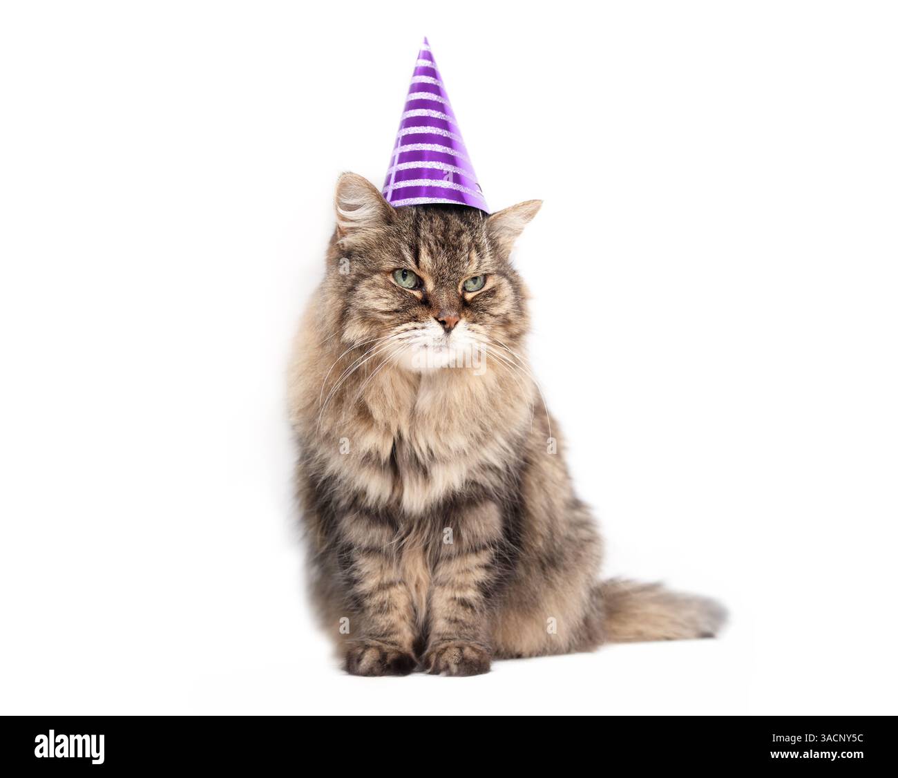 Cute purple cat sitting Cut Out Stock Images & Pictures - Alamy