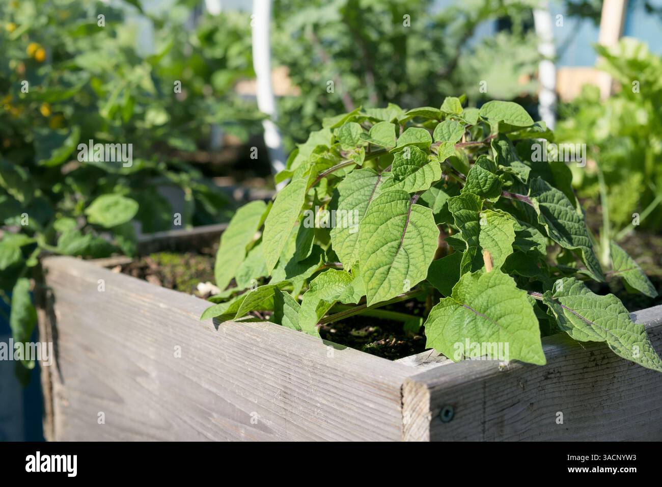 Ground cherry plant in garden with lush vegetable background. Aunt ...
