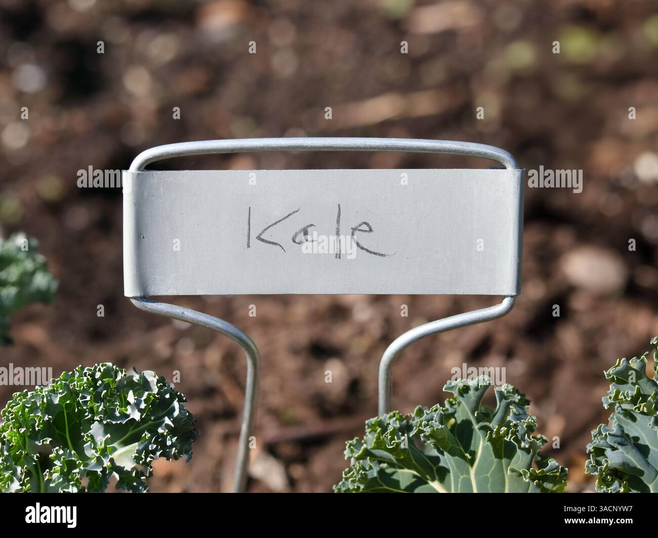 Kale name tag in soil with defocused kale leaves. Metal marker or sign ...