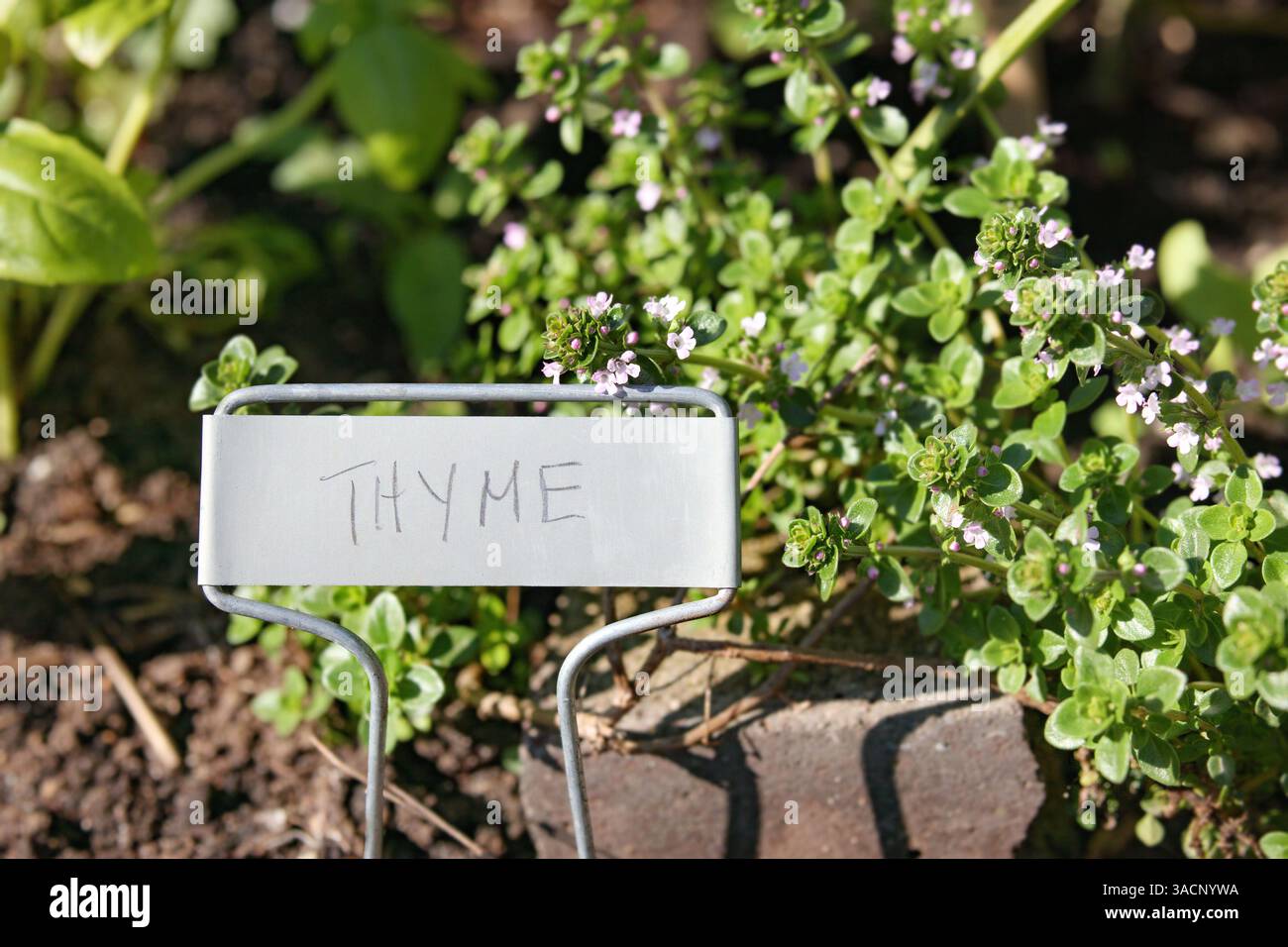 Thyme plant with name tag in garden. Metal tag or sign with handwritten thyme for plant ...