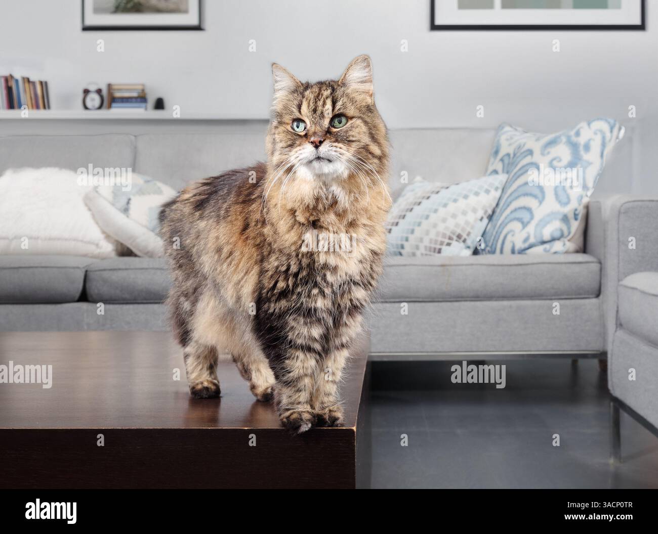 Underweight cat standing on tv table in living room. Super senior cat ...