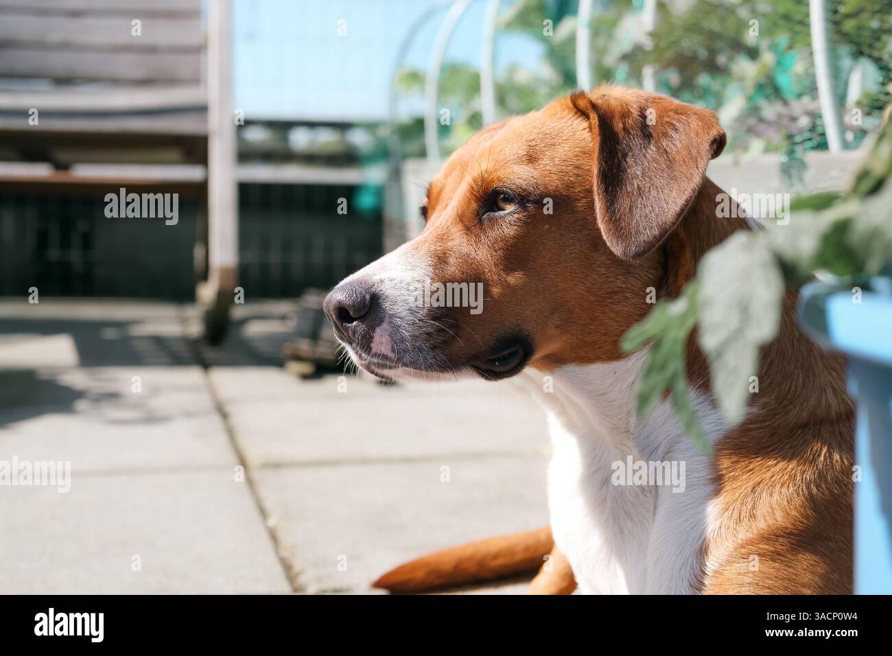 Harrier mix dog hi-res stock photography and images - Alamy