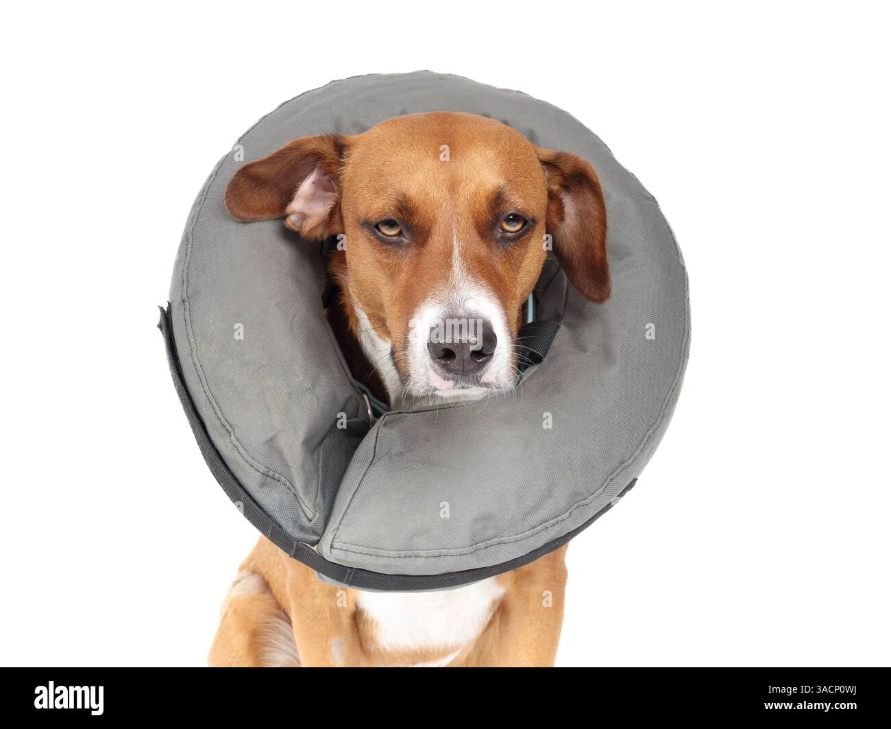 Dog with soft collar or inflatable recovery cone. Puppy dog wearing a ...