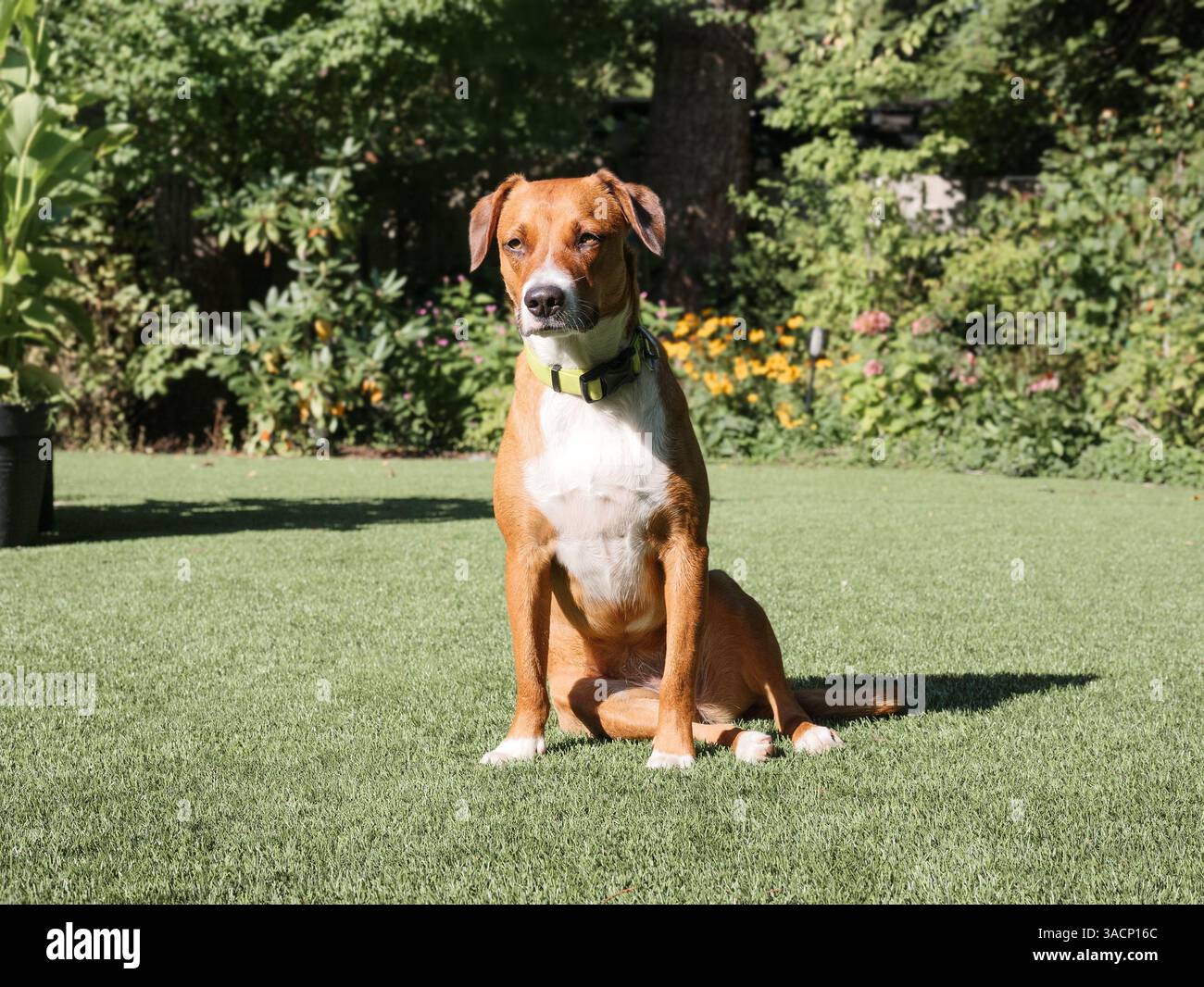Relaxed dog enjoying backyard with artificial grass with defocused ...