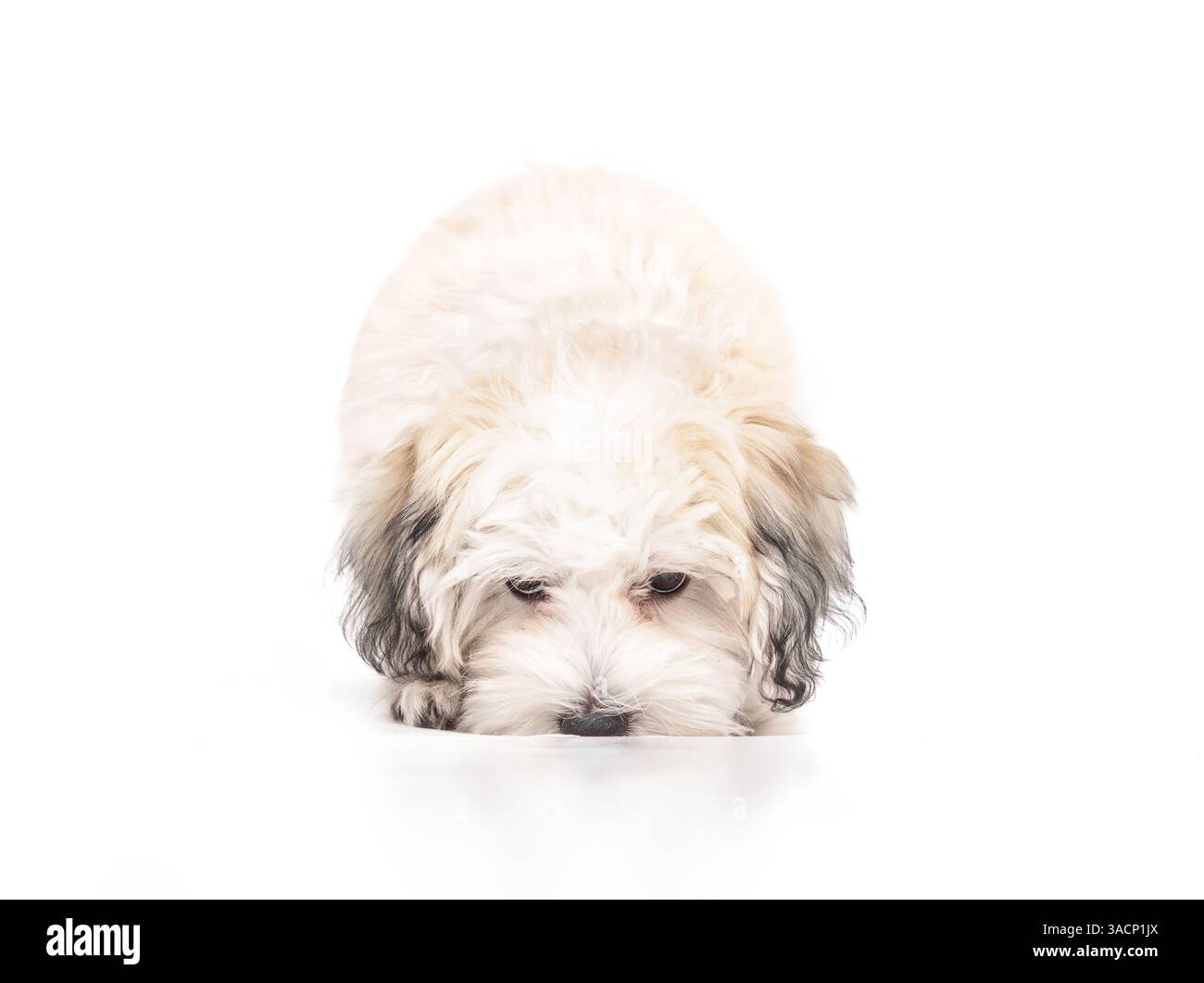Brain language pet hi-res stock photography and images - Alamy