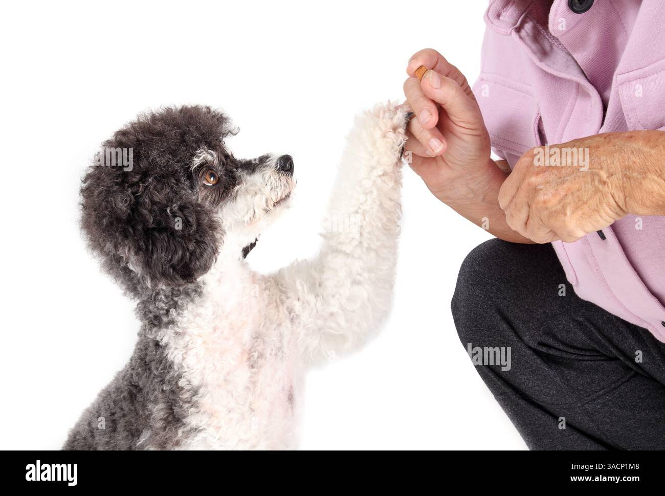 Dog shake paw with senior woman. Cute dog pleading or begging for the ...