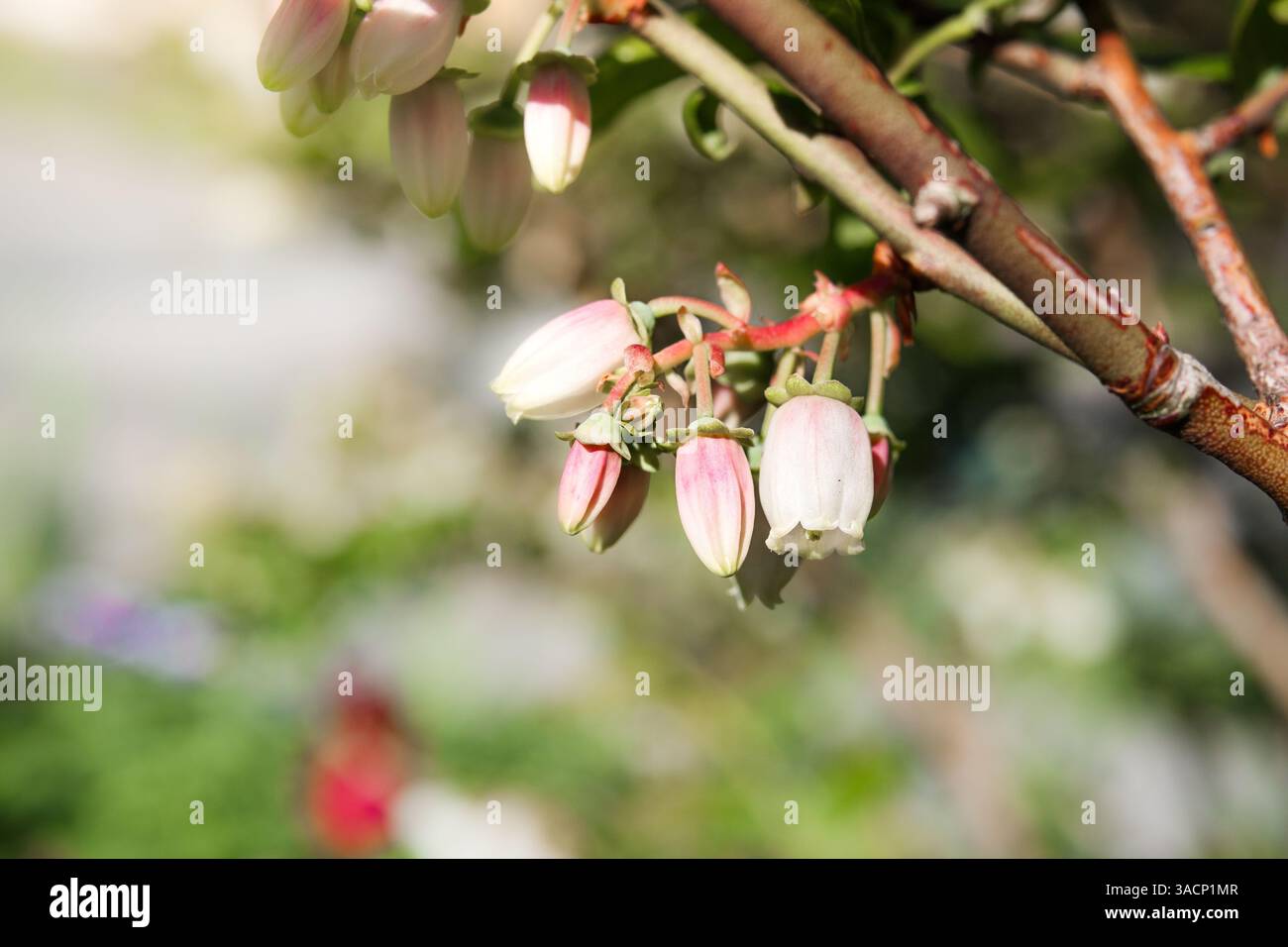 Blueberries blossom on blueberry bush with defocused garden. Spring ...