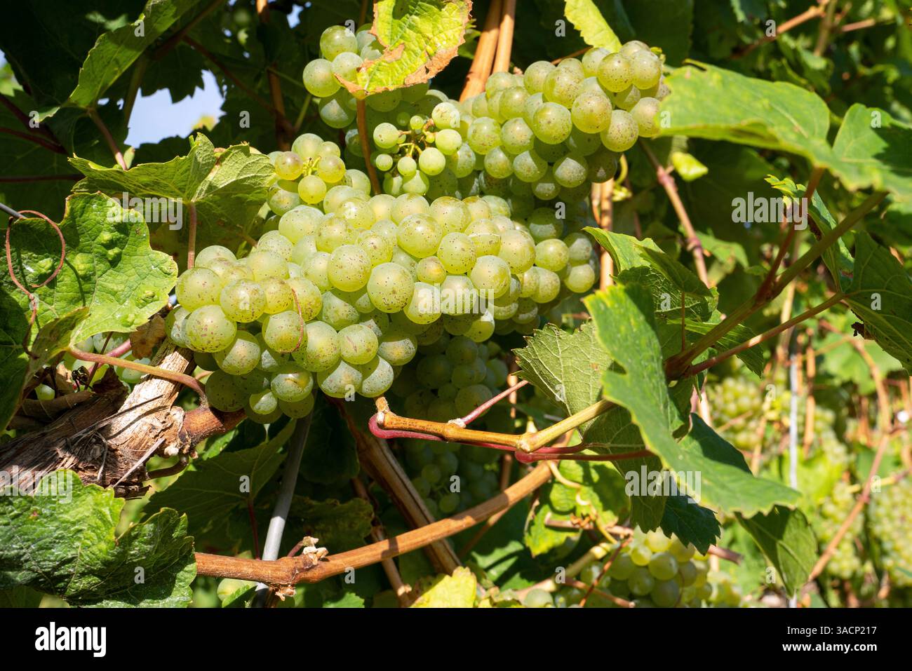 Common grape vine (Vitis vinifera), Moselle, Germany Stock Photo - Alamy