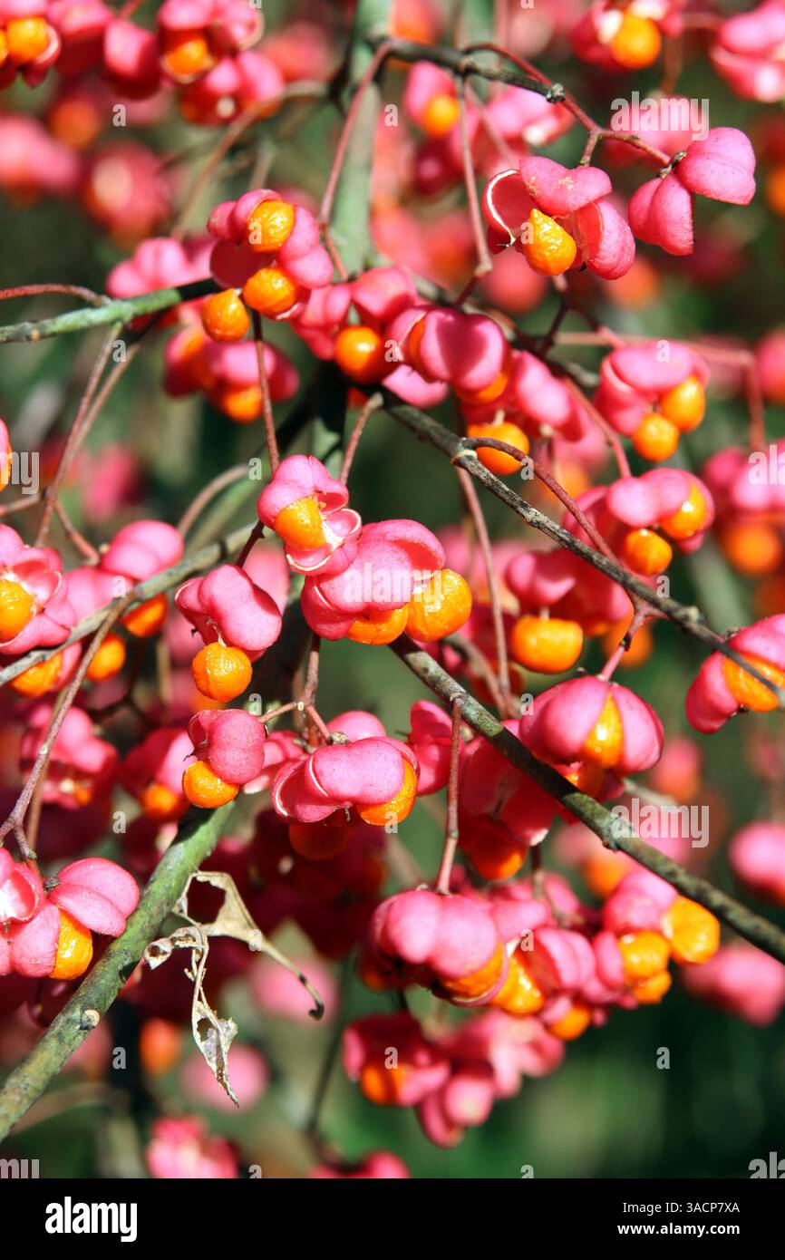 Common spindle bush Stock Photo - Alamy
