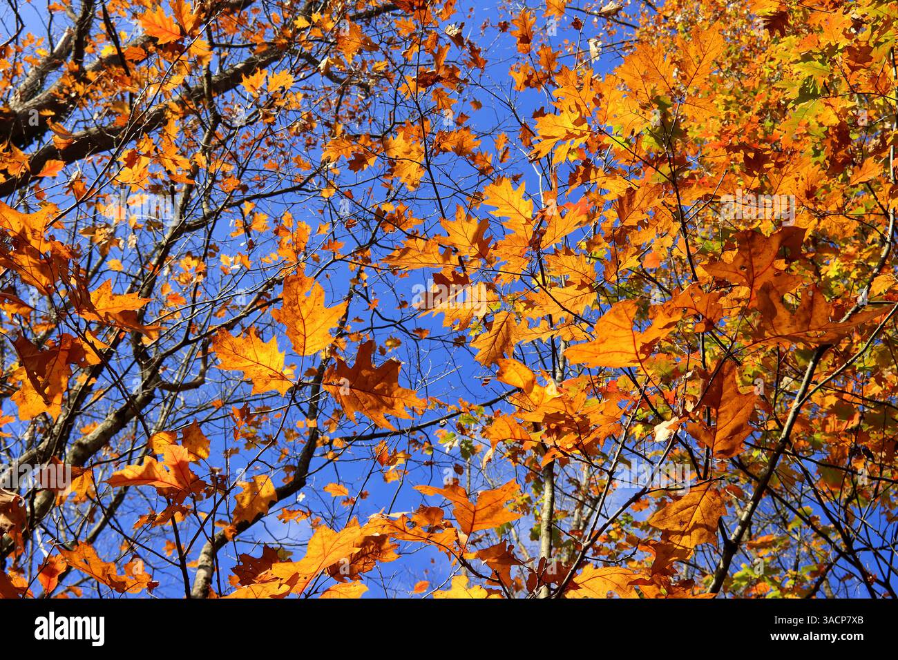 Beautiful shot dried leaves hi-res stock photography and images - Alamy