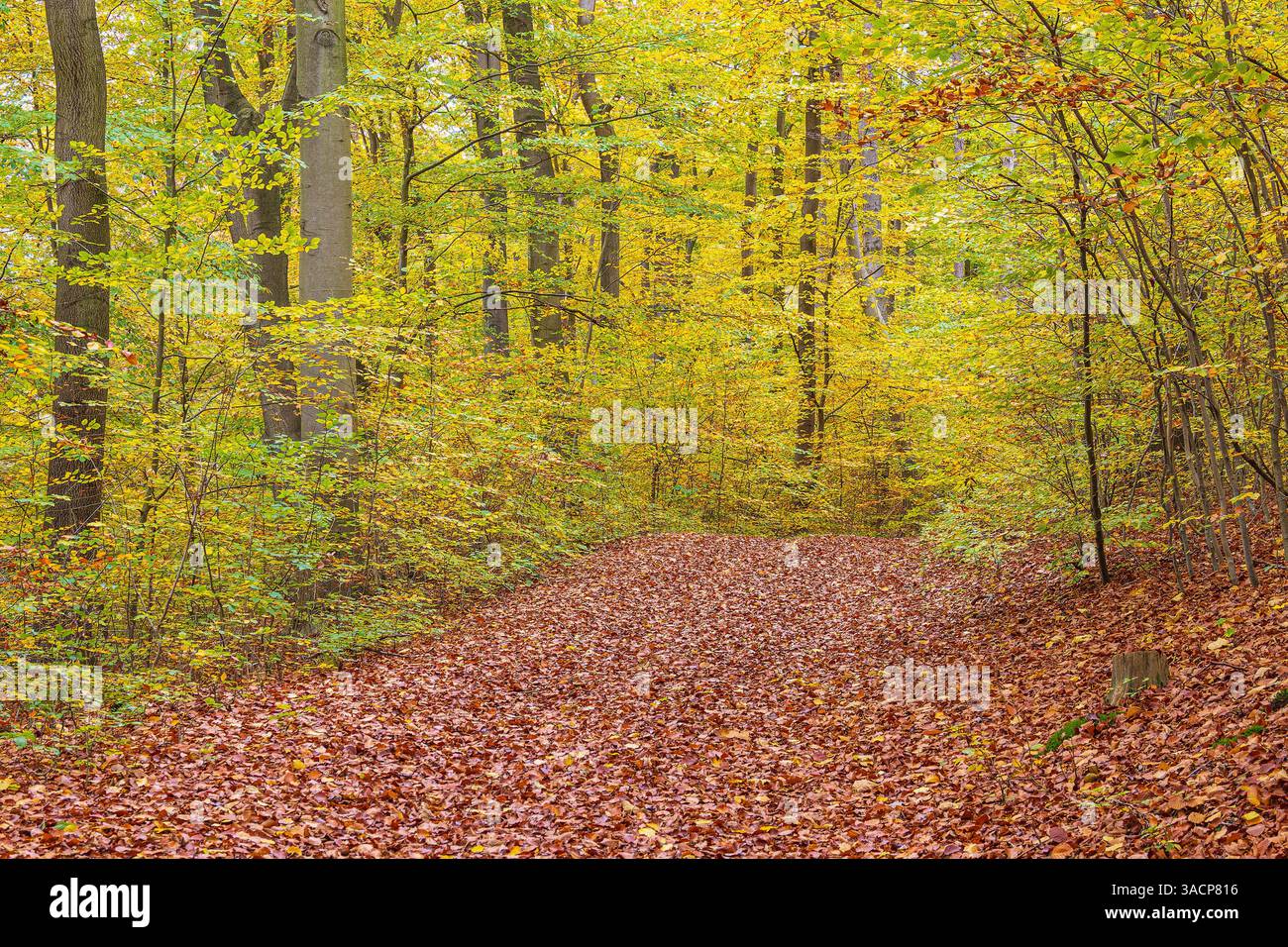 Autumn trees in the Plauer Stadtwald nature reserve in the town of Plau ...
