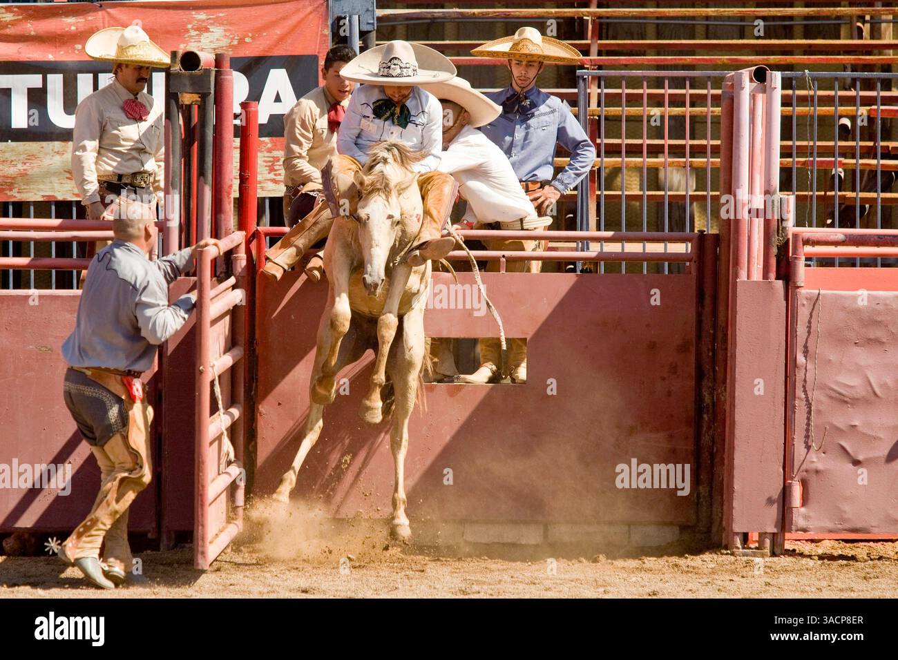 Yegua nacional hi-res stock photography and images - Alamy